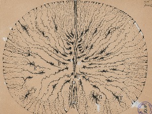 Kako je naučnik-umetnik promenio naš pogled na mozak - Naslovi.net