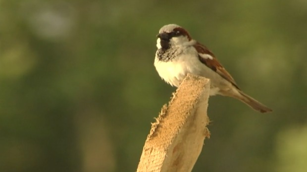 Gde su nestali beogradski vrapci? | Priroda | RTS