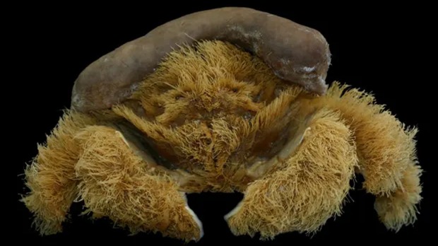 RTS :: Priroda :: Keba Kraba sa modnim ukusom, nova vrsta krabe nosi ...