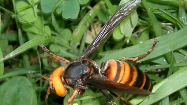 Kako se rešiti stršljena | Priroda | RTS