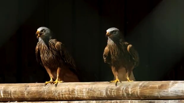 RTS :: Zanimljivosti :: Jastreb u državnoj službi – kako ptica hangar ...