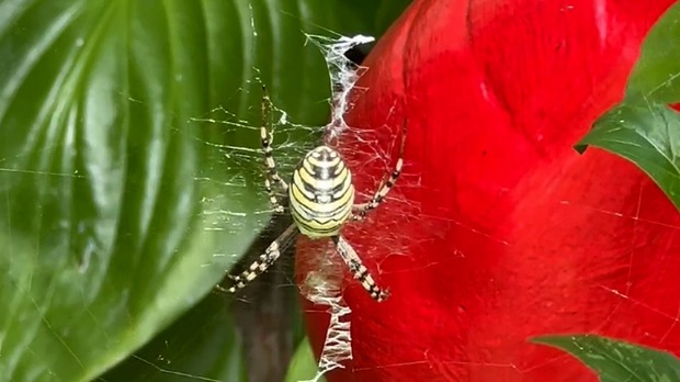 РТС :: Природа :: Климатске промене довеле паука-осу у Србију