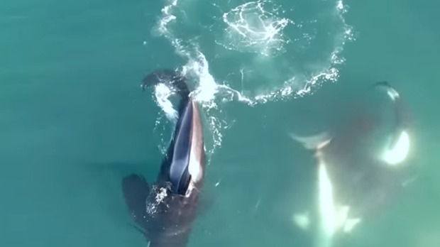 Zašto su orke strah i trepet okeana, u čoporima se obrušavaju na velike bele ajkule | Priroda | RTS