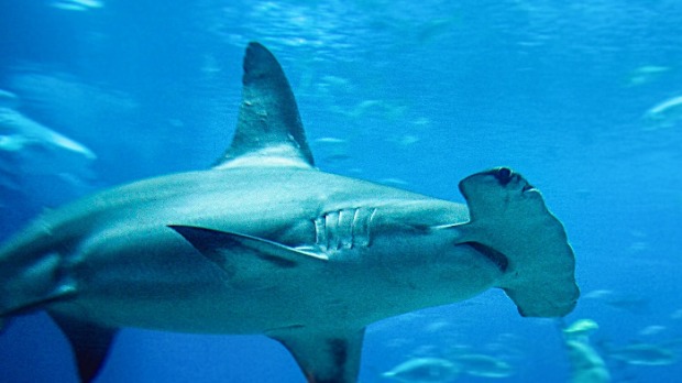 Ajkule čekićare – koju prednost im daje čekić | Priroda | RTS