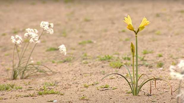 Na koji način cveta pustinja na najsušnijem mestu na planeti | Priroda ...