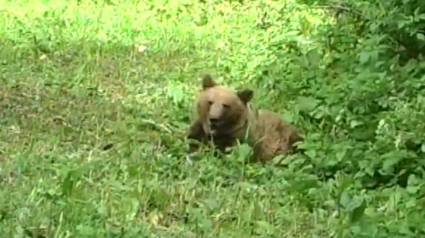 РТС :: Србија данас :: Како изгледа Тара из перспективе једног медведа