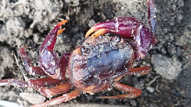 RTS :: Priroda :: Jedan jedini trag doveo do krabe koja nije viđena 225 ...