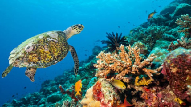 Борба за опстанак Великог коралног гребена | Природа | РТС