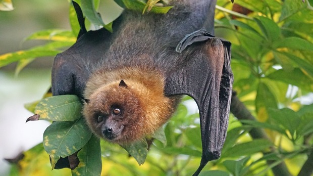 РТС :: Наука :: Опасне везе: Зашто су слепи мишеви и људи ближи него икад