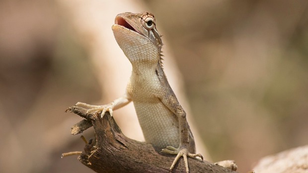 RTS :: Nauka :: Da li će gušter iz vitrine u Londonu vratiti vreme