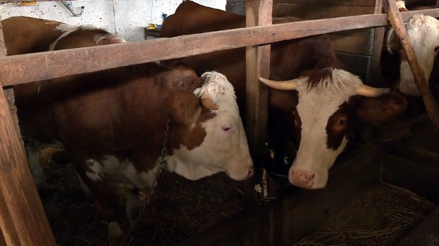 РТС :: Економија :: У време скупих намирница ретко који фармер у Србији ...