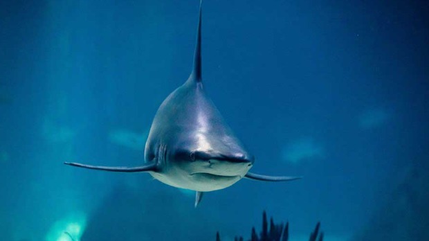 RTS :: Priroda :: Meso ugroženih vrsta ajkula u australijskim ...