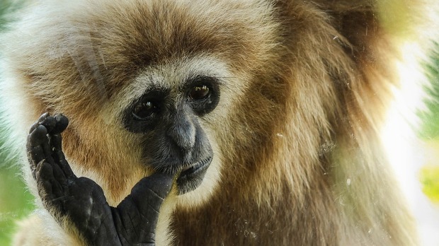 RTS :: Zanimljivosti :: Donela ga roda - kako je majmunica koja je ...