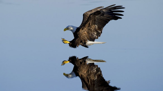 Orao, vrabac, gavran… 10 ptica koje su zauvek promenile svet | Priroda ...